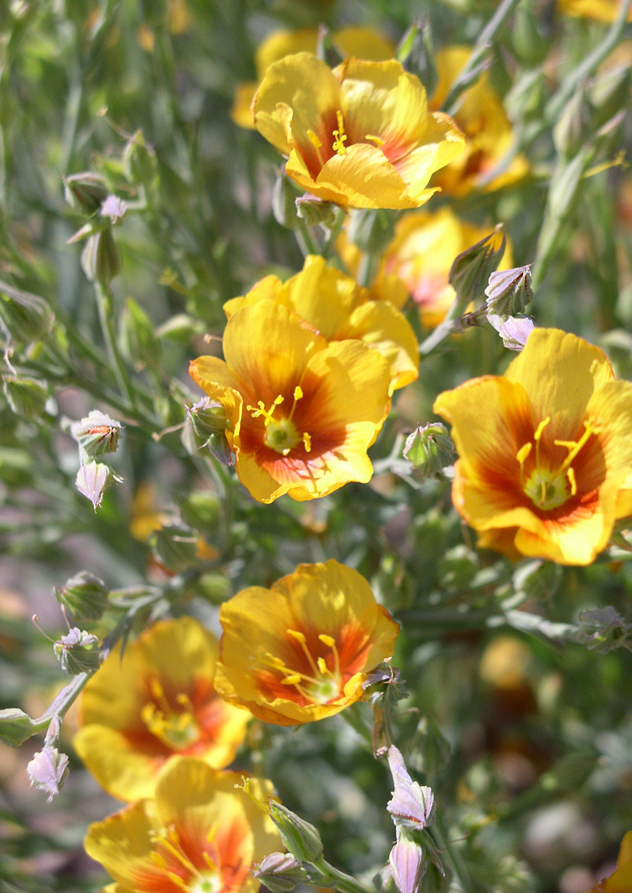 Yellow Prairie Flax | Native American Seed