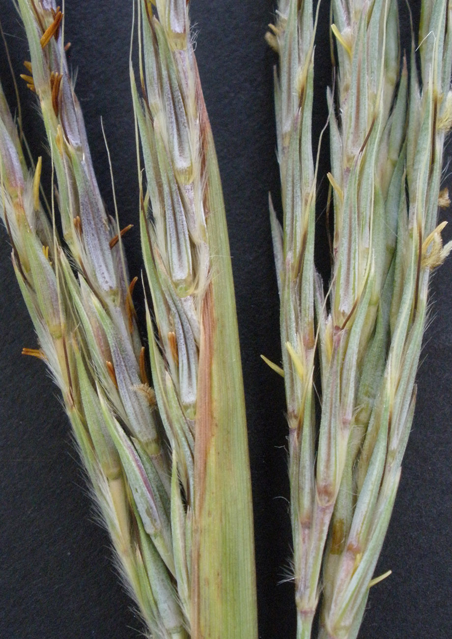 Big Bluestem Roots | Native American Seed