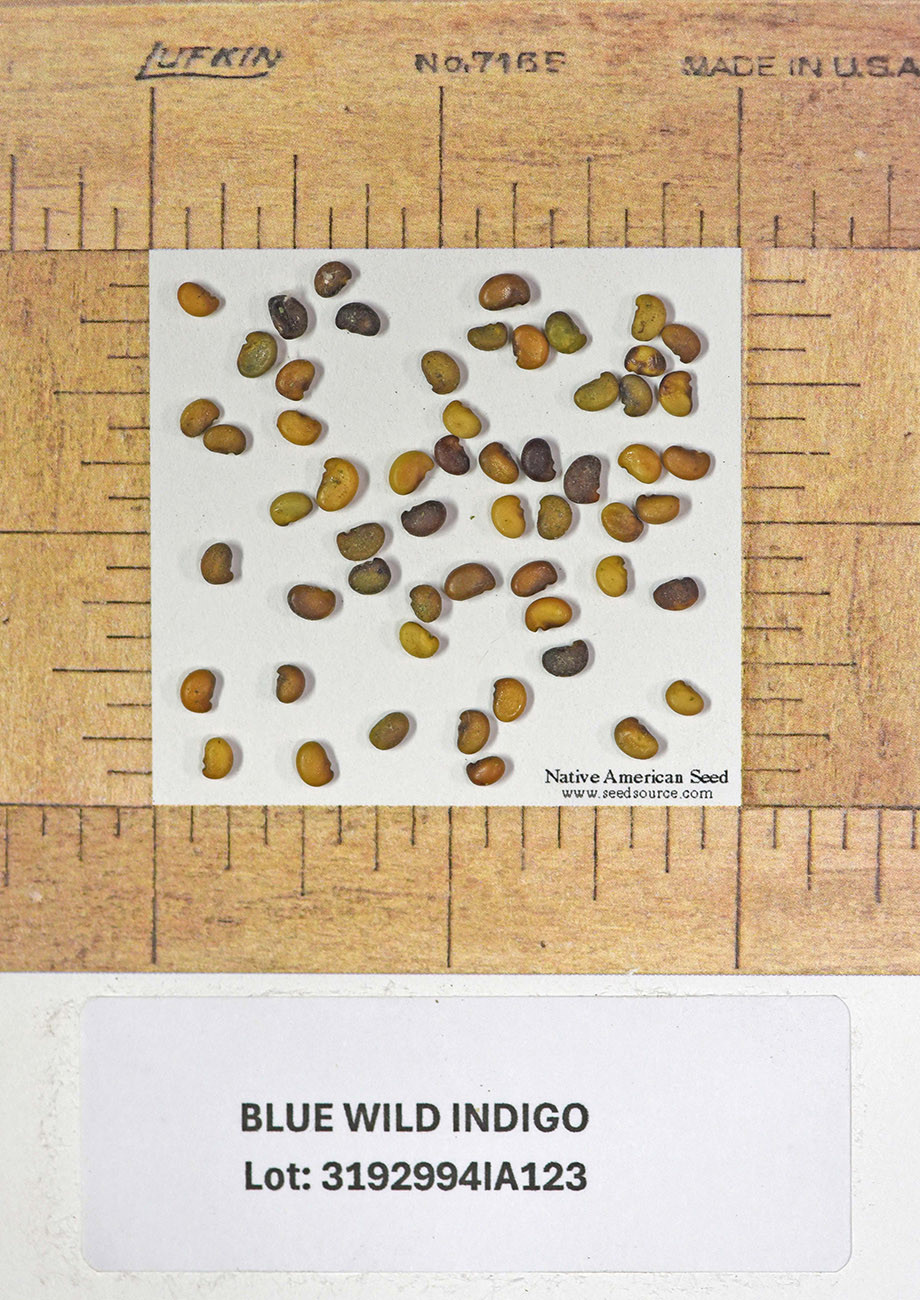 Blue Wild Indigo | Native American Seed