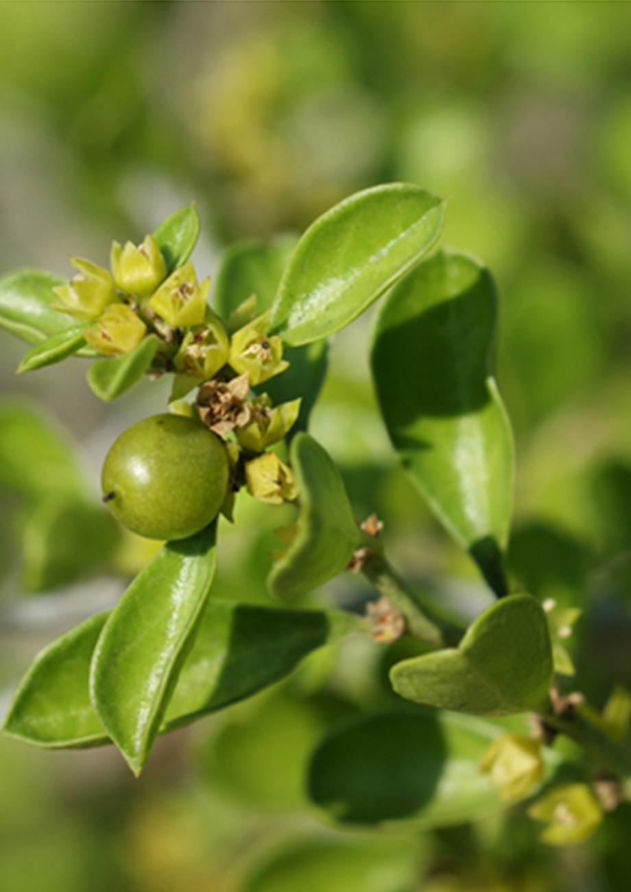 Bluewood Condalia | Native American Seed