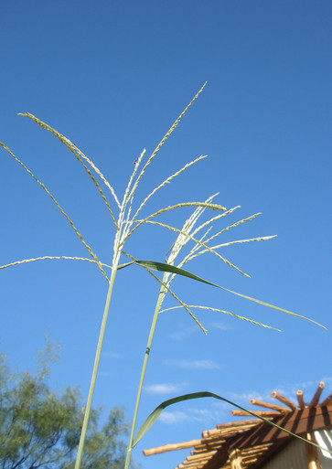 Green Sprangletop | Native American Seed