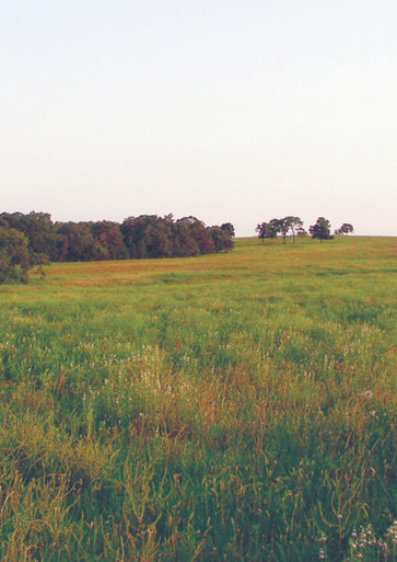 Eastern Savannah Mix | Native American Seed