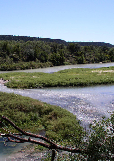 Riparian Recovery Mix | Native American Seed