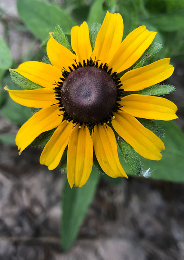 Black Eyed Susan