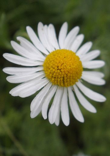Lazy Daisy Native American Seed
