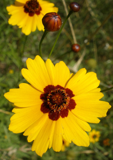 Plains Coreopsis | Native American Seed