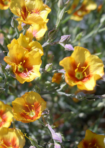 Yellow Prairie Flax | Native American Seed