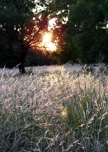 Texas Wintergrass Roots | Native American Seed