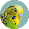 Parrot Supplies | Parrot Shop | Northern Parrots