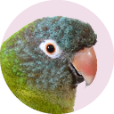 Java | Java Wood Trees, Parrot Stands, Perches And Toys