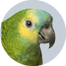 Parrot Supplies | Parrot Shop | Northern Parrots