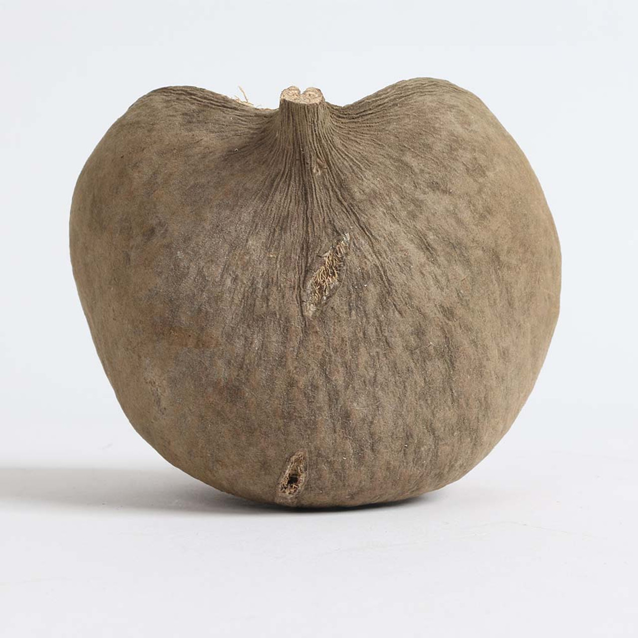 Buddha Nut Shell Chew Natural Parrot Toy - Northern Parrots