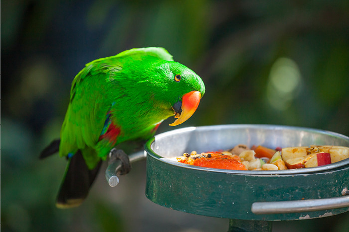 Can Parrots Eat - Northern Parrots