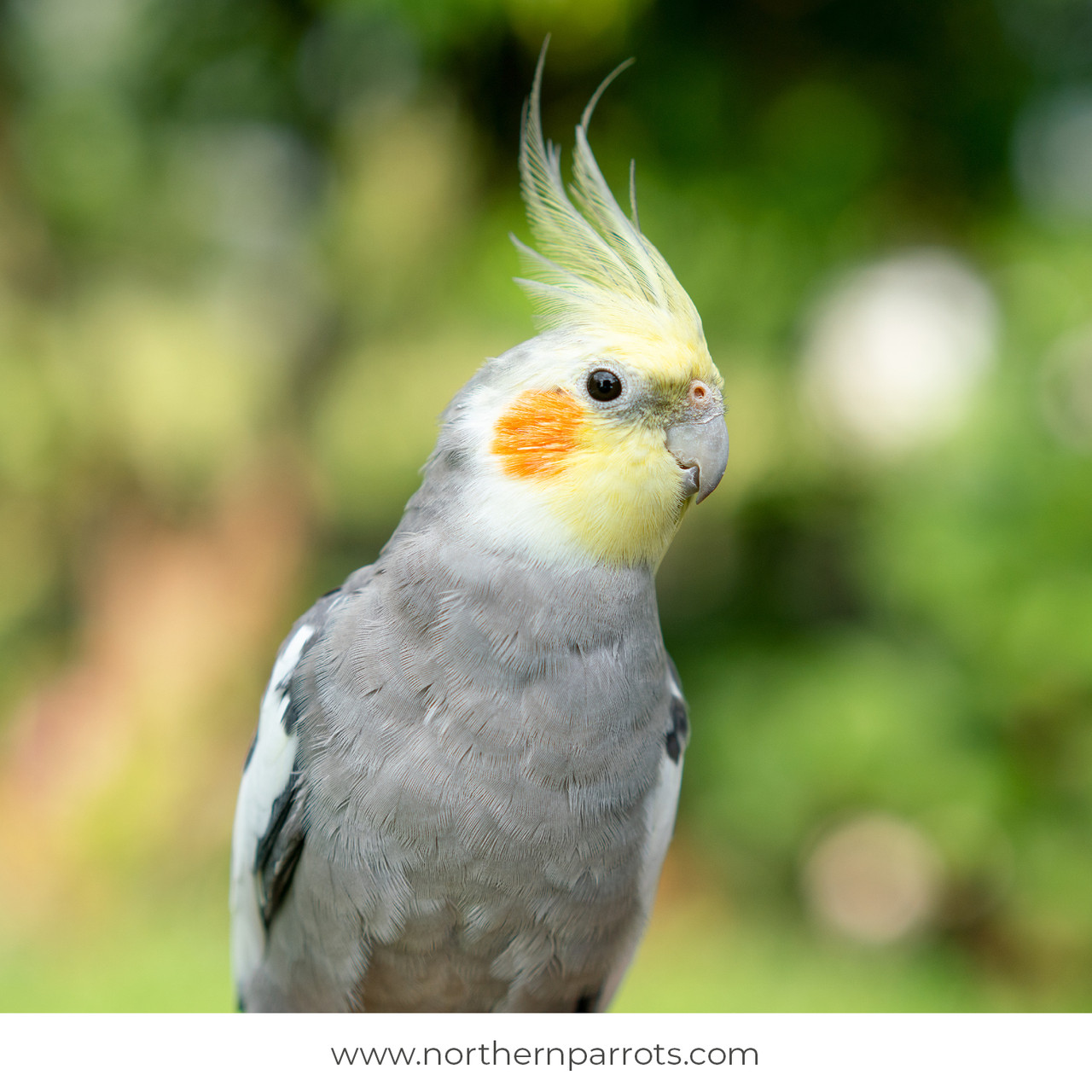 Parrot Boarding Facilities in the UK - Northern Parrots