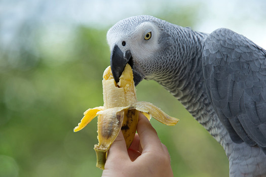 How To Give Treats To Your Parrot - Northern Parrots
