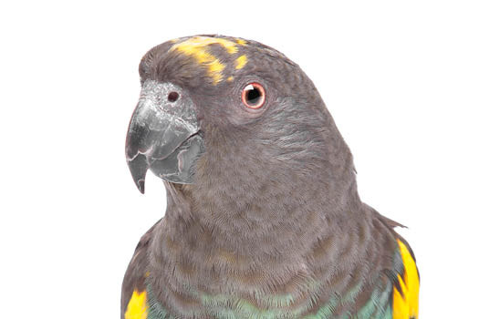 Meyers Parrot Fact Sheet - Northern Parrots