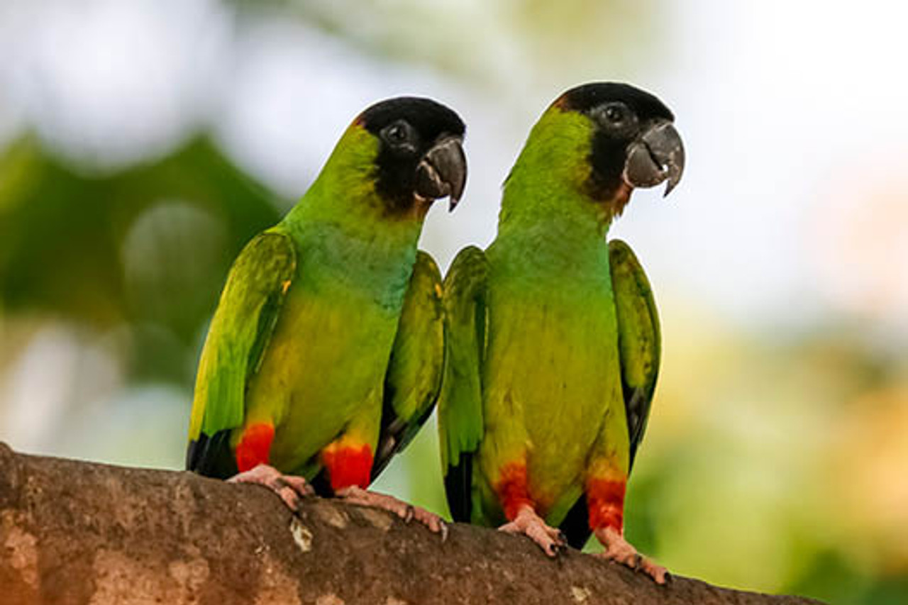 Nanday Conure Fact Sheet - Northern Parrots
