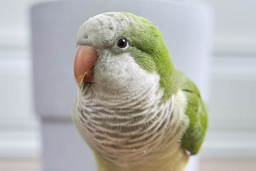 Quaker Parakeet Fact Sheet - Northern Parrots
