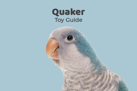 Quaker Parrot Toy Guide - Northern Parrots