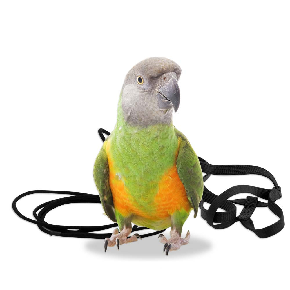 The Aviator Parrot Harness - XSmall - Northern Parrots