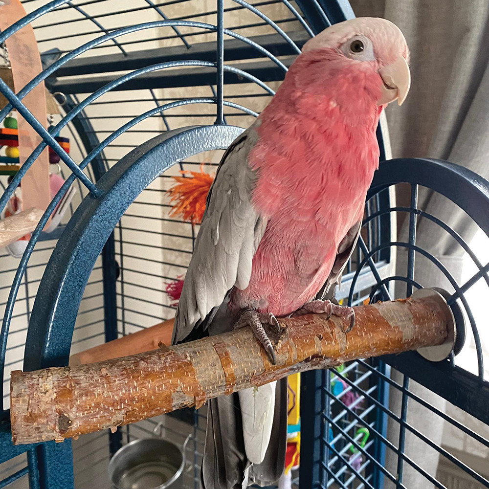 Birch Branch Parrot Perch Medium - Northern Parrots