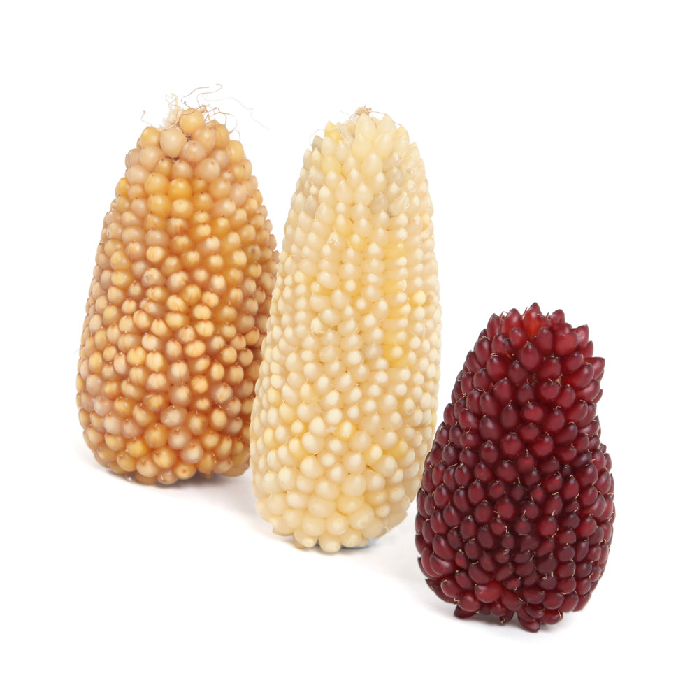 Brown's Mini Corn on the Cob - Northern Parrots