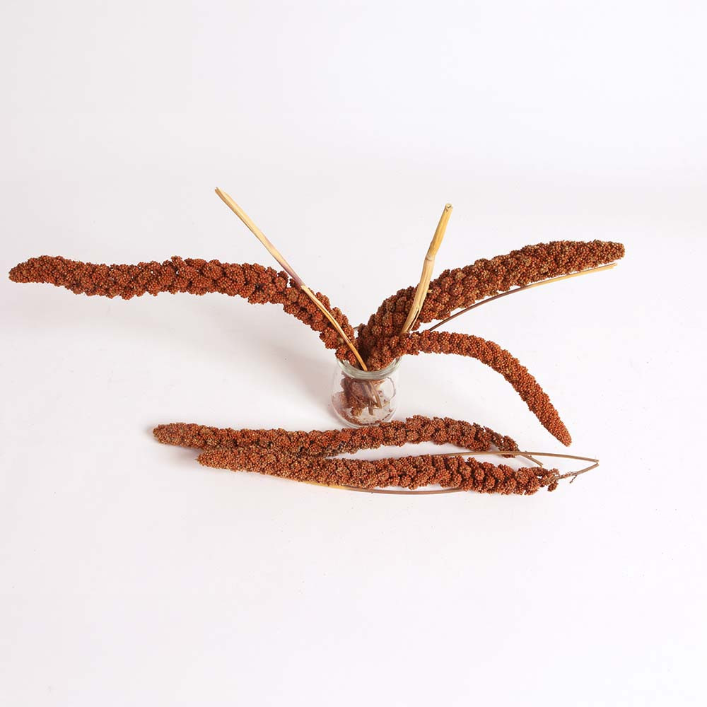 French Red Millet Sprays | Parrot Treat 150g