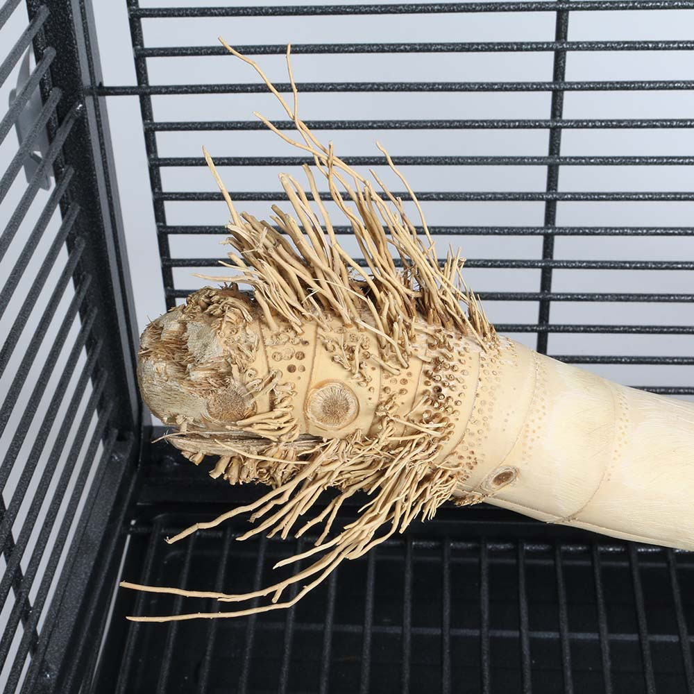 Bamboo Root Wood Natural Parrot Perch Medium - Northern Parrots