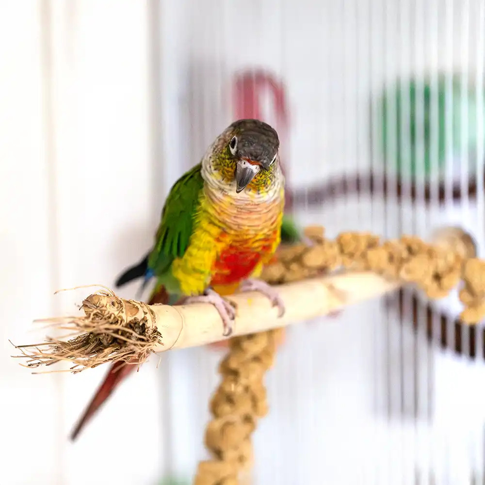 Bamboo Root Wood Natural Parrot Perch Small - Northern Parrots