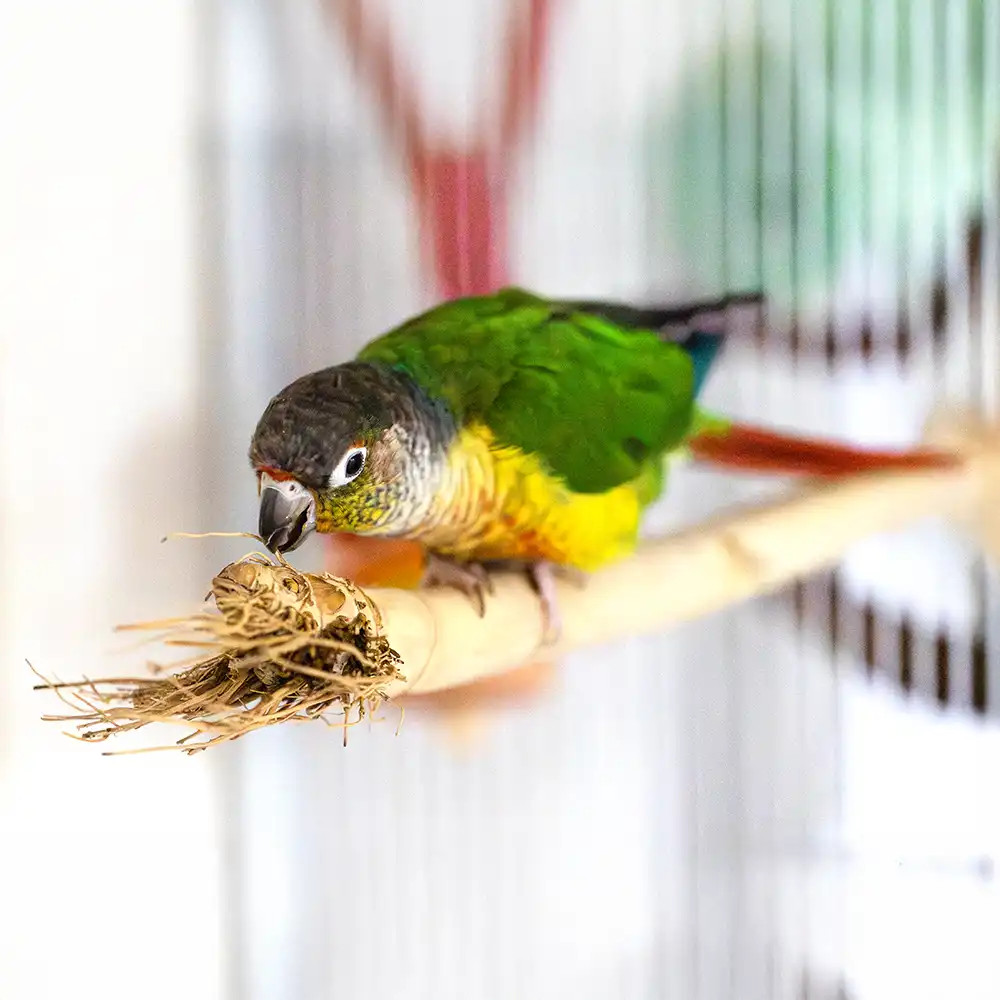 Bamboo Root Wood Natural Parrot Perch Small - Northern Parrots