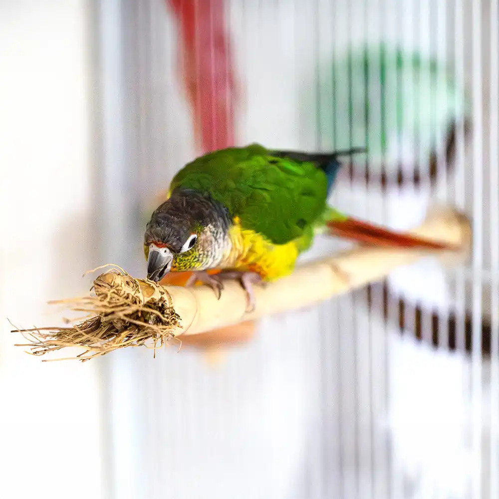 Bamboo Root Wood Natural Parrot Perch Small - Northern Parrots