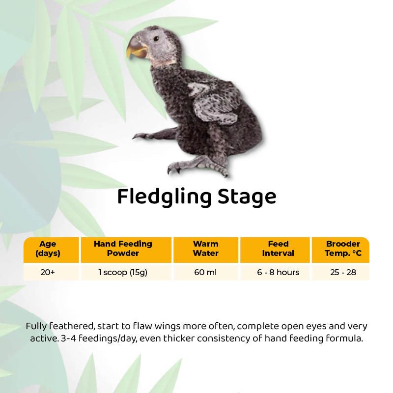 Your Parrot Pro Energy Hand Feeding Formula 1.5kg Tub - Northern Parrots