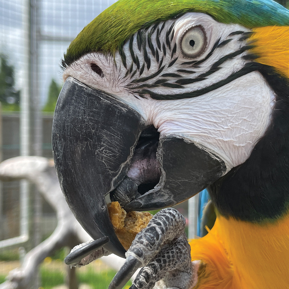 Parrot Cafe Parrot Treat Bundle - Northern Parrots