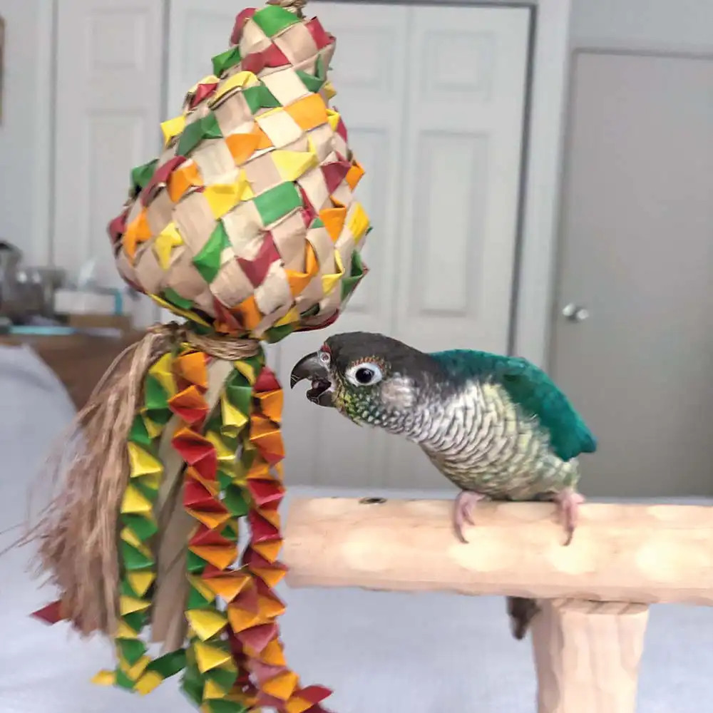 Kiss Pinata Small Natural Woven Palm Leaf Parrot Toy - Northern Parrots