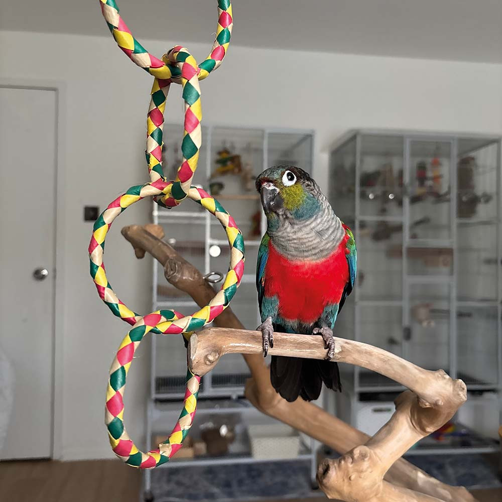 Four Ring Chain Woven Palm Leaf Parrot Toy Medium - Northern Parrots