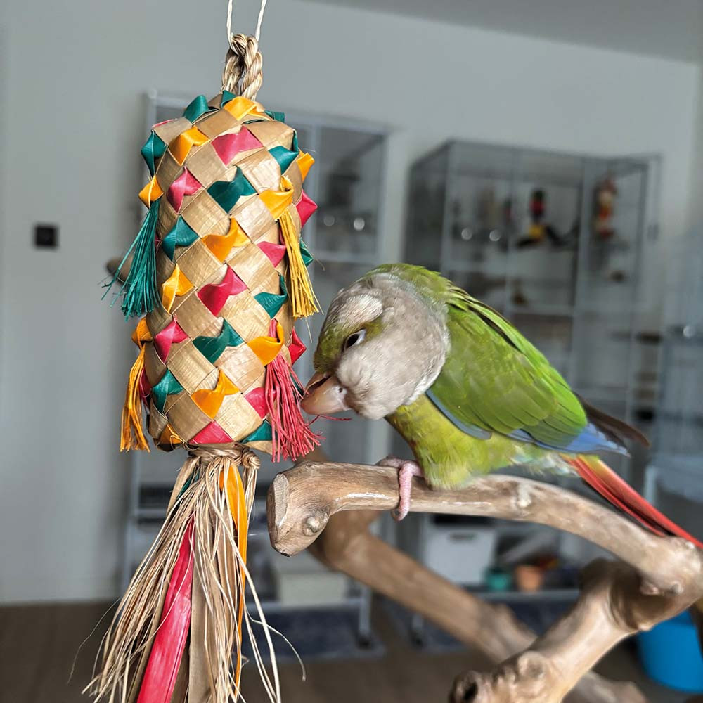 Coloured Pinata Spiked Palm Leaf Shredding Parrot Toy Small - Northern ...