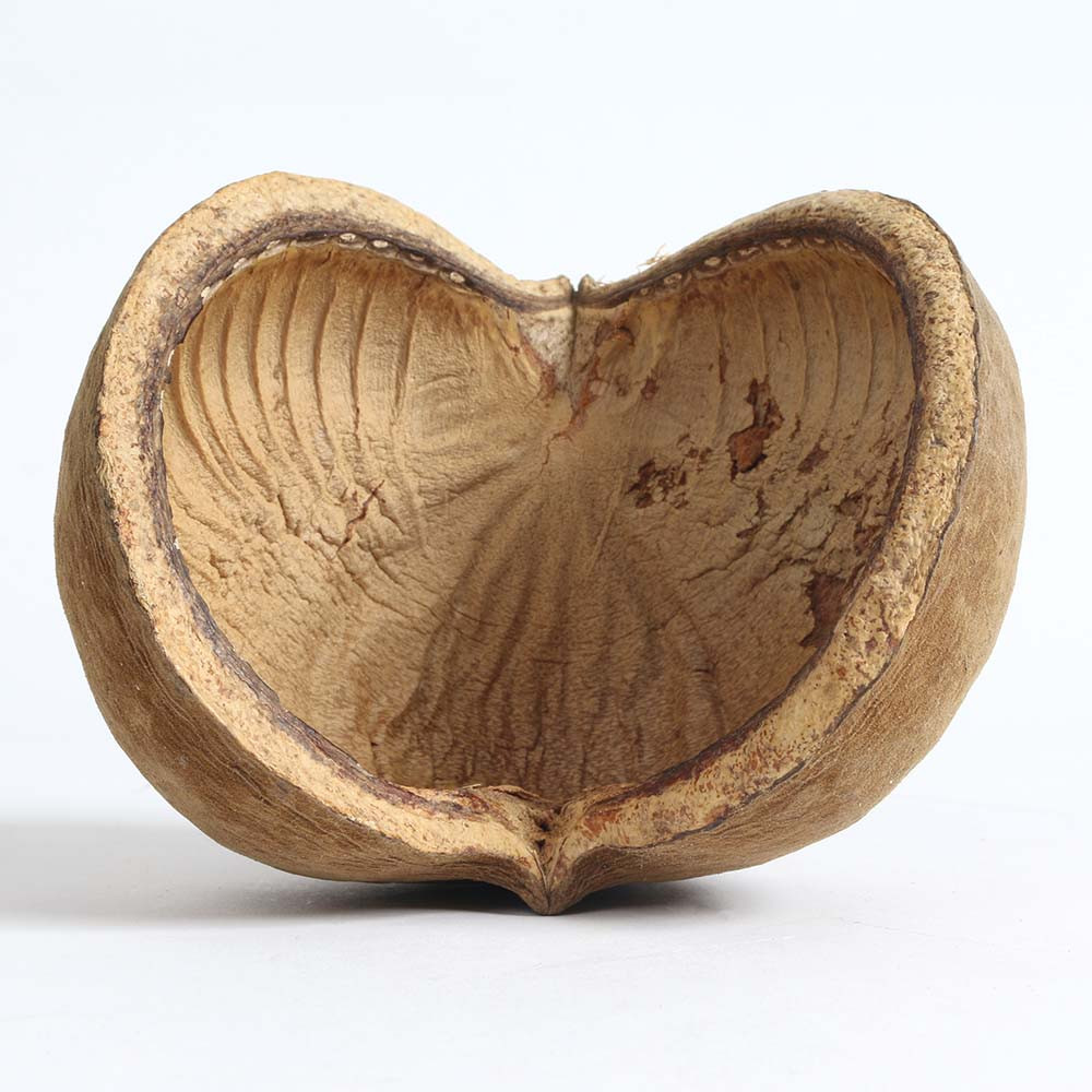 Buddha Nut Shell Chew Natural Parrot Toy - Northern Parrots
