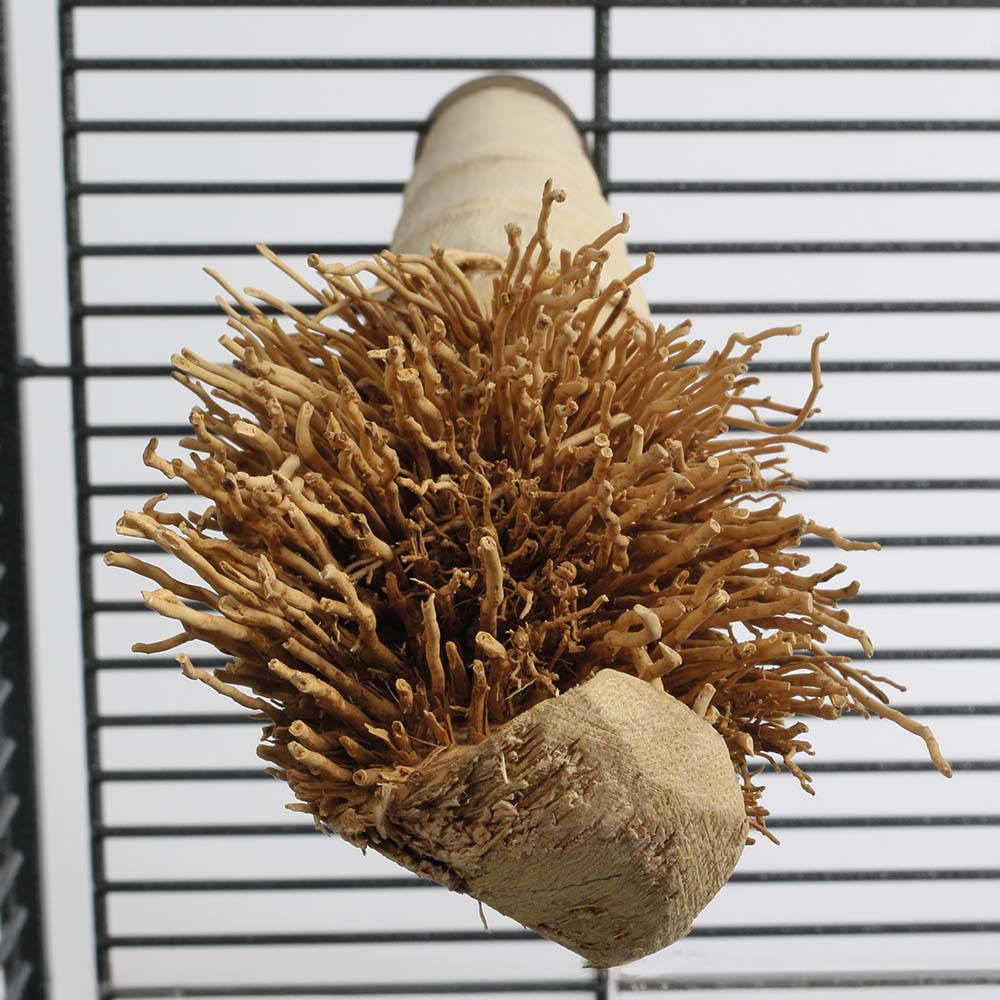 Bamboo Root Wood Natural Parrot Perch Large - Northern Parrots