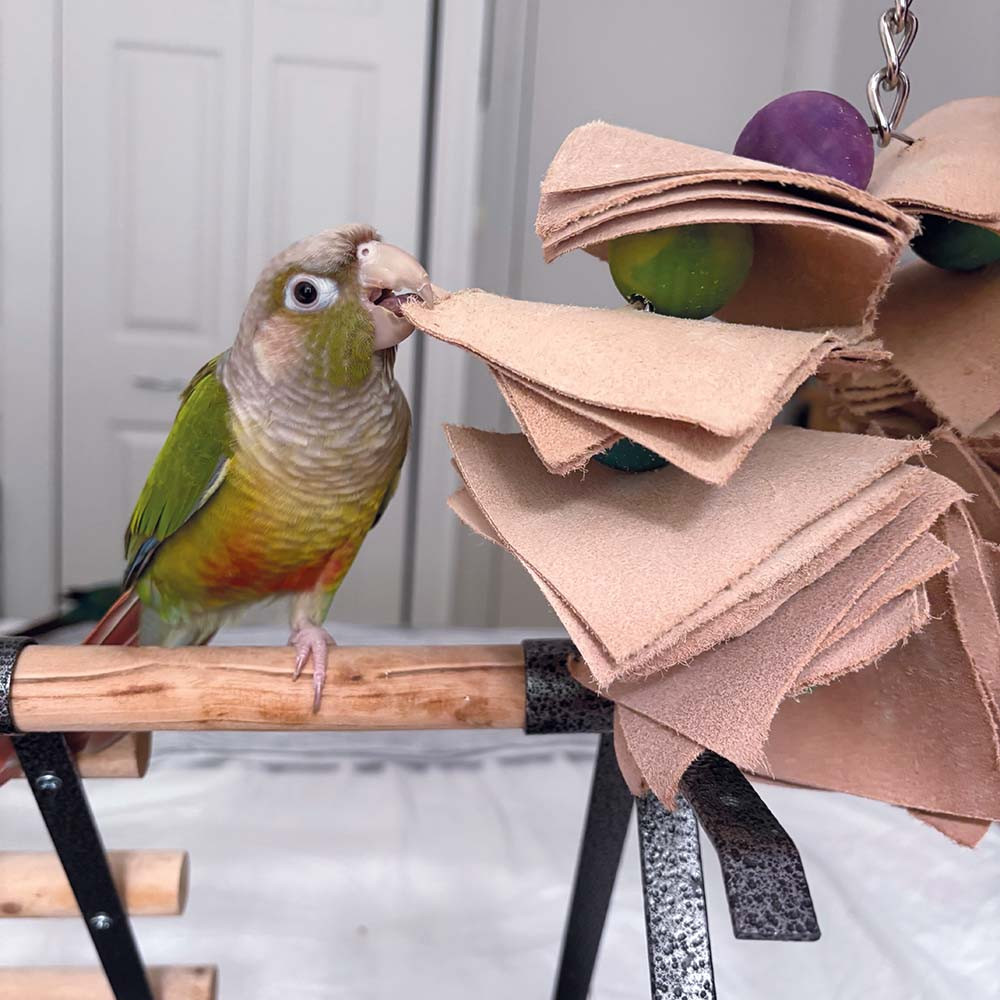 Leather Preening Ring Parrot Toy - Northern Parrots