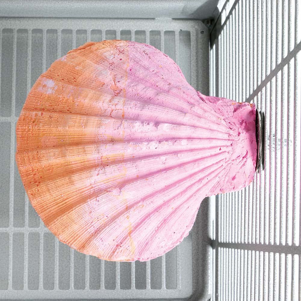 Edible Calcium Clam Parrot Perch - Large - Northern Parrots