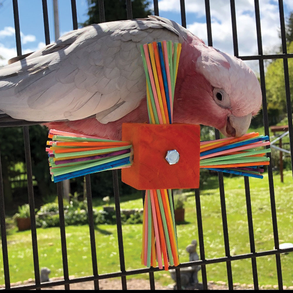 Party Perch Spinning Parrot Toy - Northern Parrots