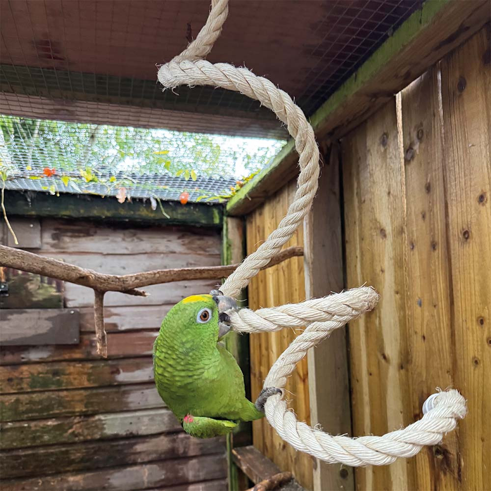 Parrot Boing | Sisal Spiral Bouncing Perch Medium