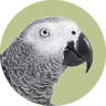 Parrot Supplies | Parrot Shop | Northern Parrots