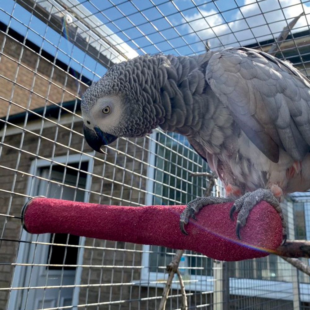 How To Choose The Right Perch For Your Parrot - Northern Parrots