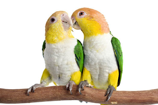 About The White-bellied Caique - Northern Parrots