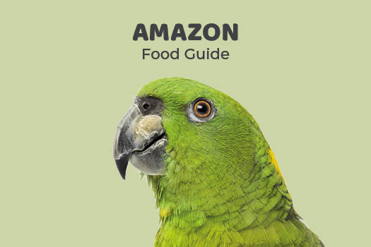 Amazon Parrot Feeding Guide - Northern Parrots