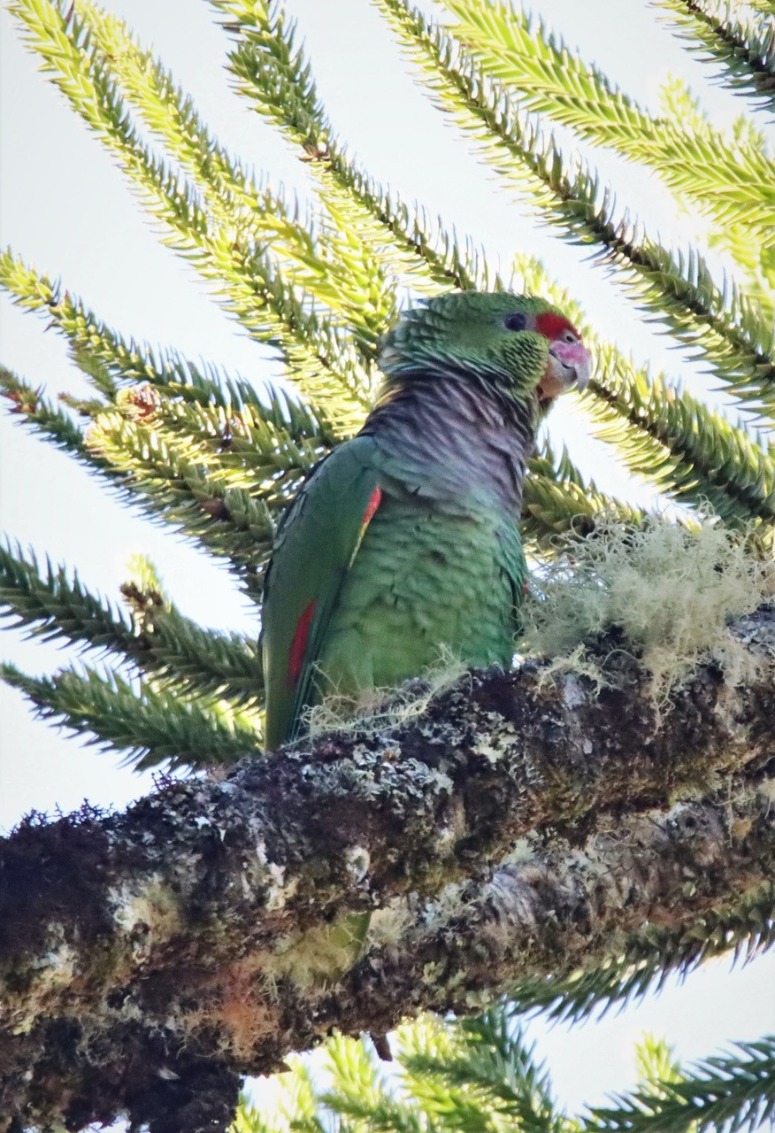 Blog - Northern Parrots