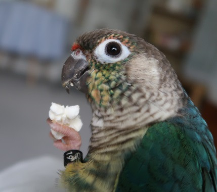 Why Parrots Need Carbohydrates - Northern Parrots