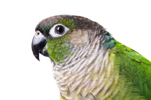 Green-cheeked Conure Fact Sheet - Northern Parrots