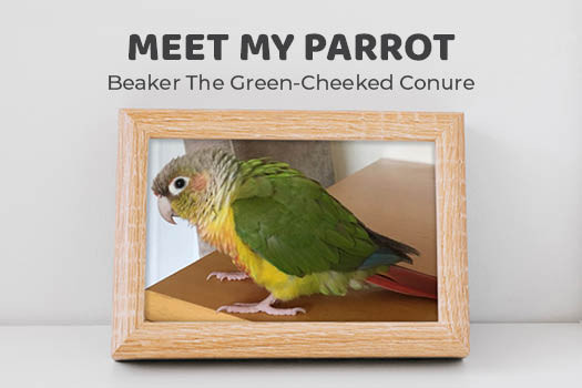 Meet Beaker the Green-cheeked Conure - Northern Parrots